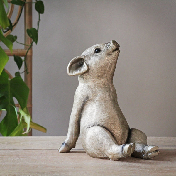 Daydreaming Pig Money Box Piggy Bank Sophie MacBain